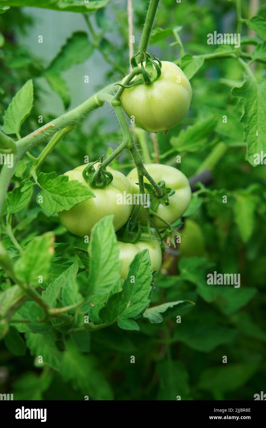 Green tomatoes. Tomato bushes in the greenhouse. Natural vegetables ...
