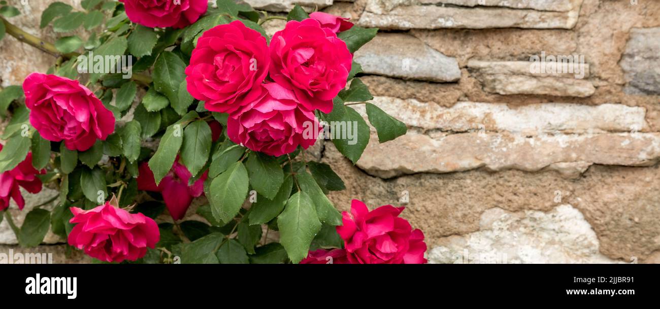 Blooming red rose bush against stone wall, banner background Stock ...