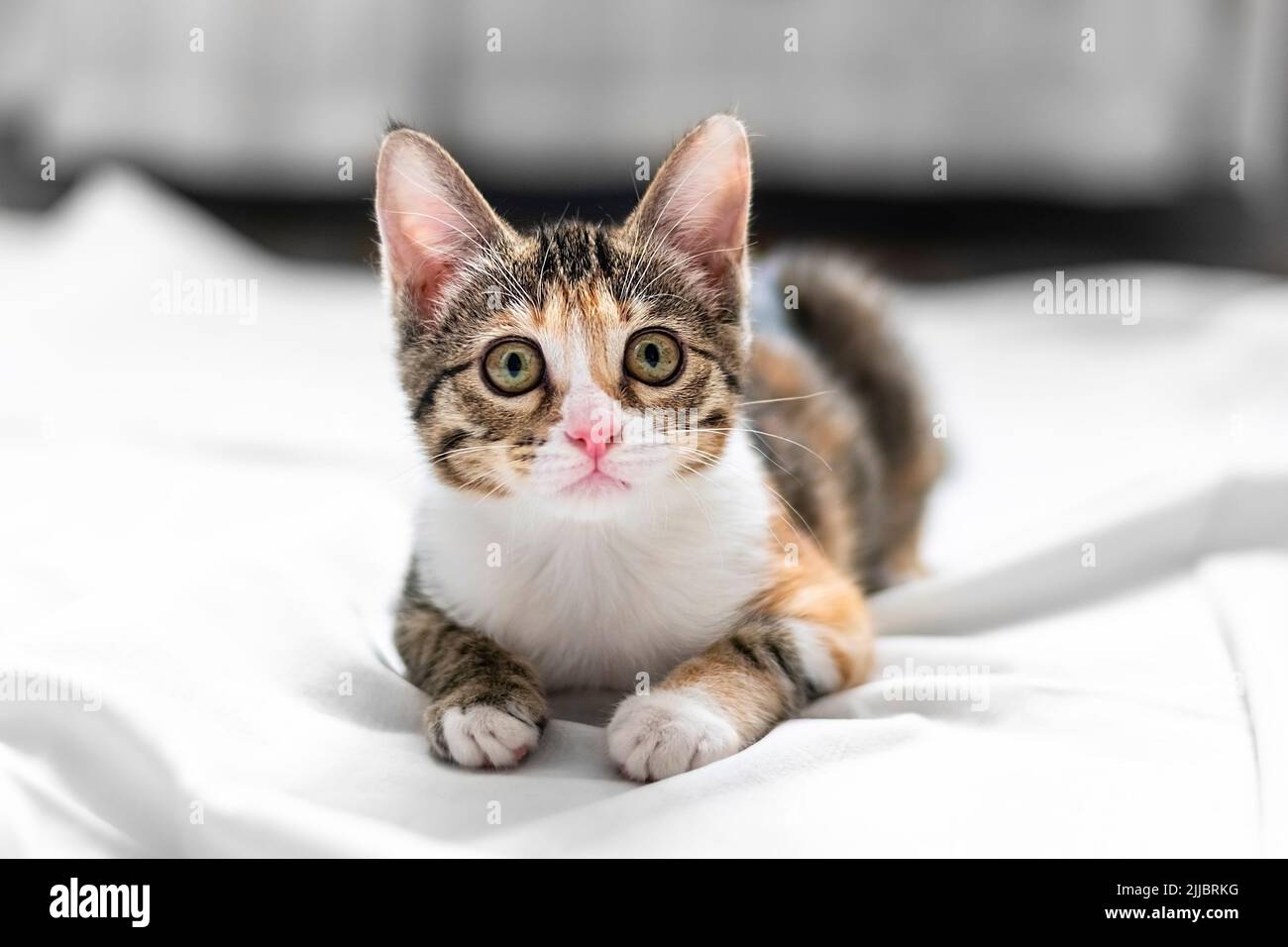 Small tricolor tabby kitten with yellow eyes lies on white sheet in bed ...