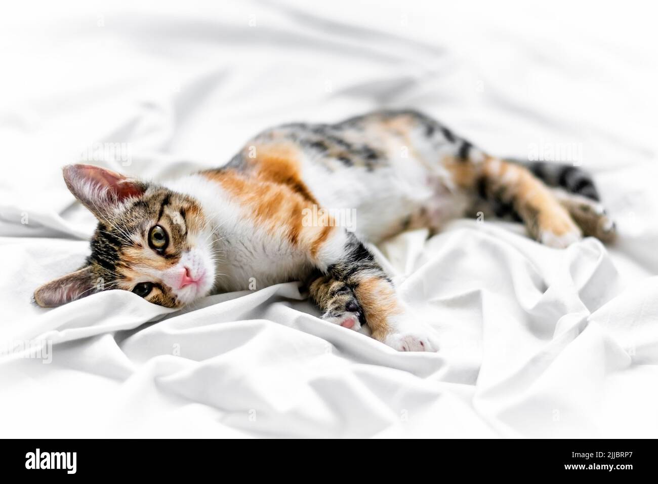 Small tricolor tabby kitten with yellow eyes lies on white sheet in bed ...