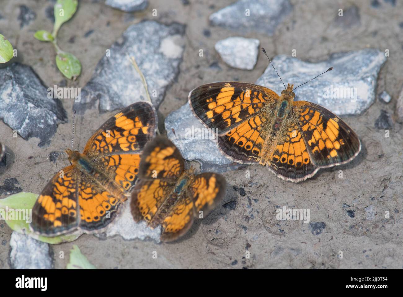 Cluster of insects hi-res stock photography and images - Alamy