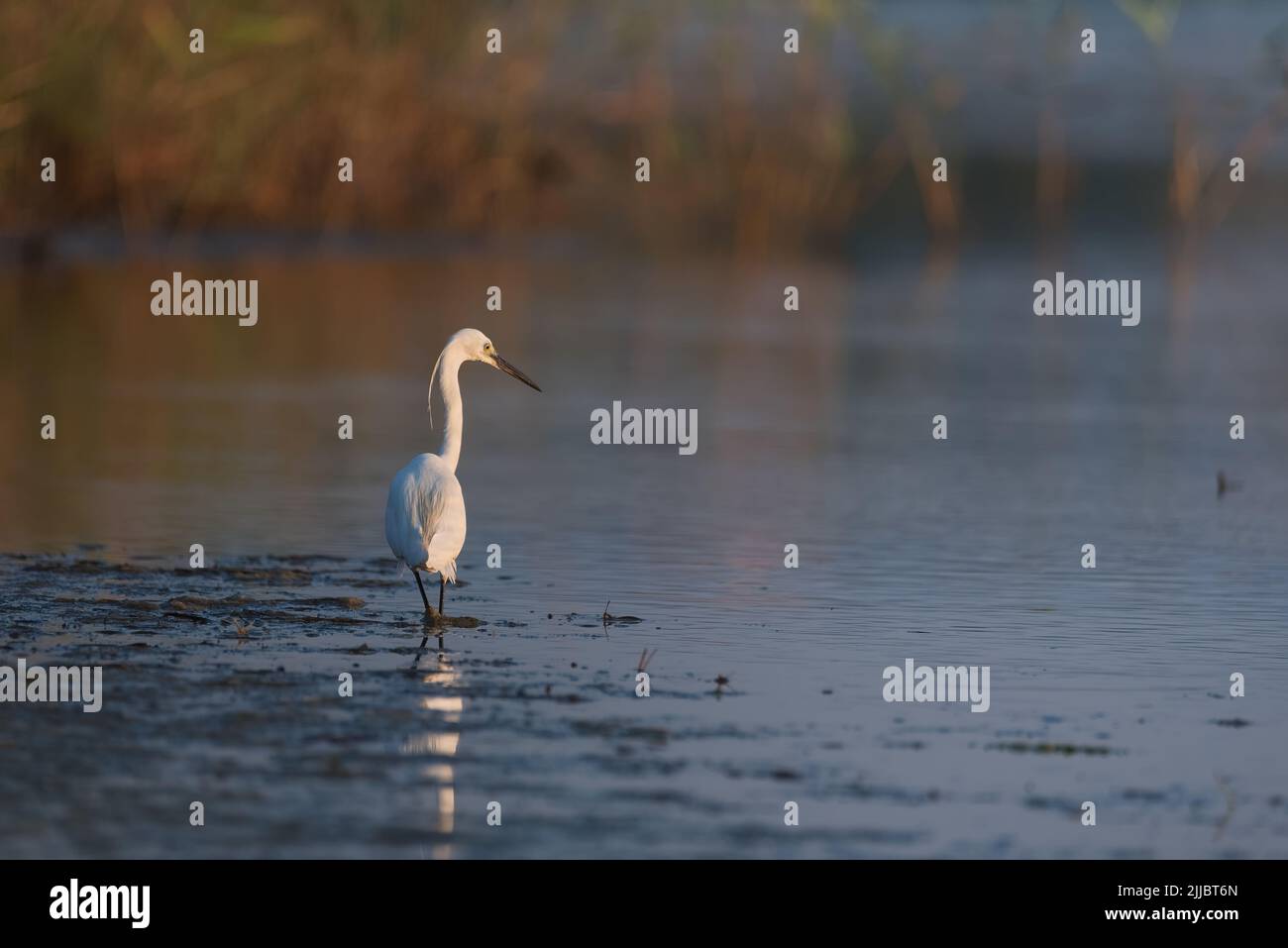 Beautiful white little egret heron (small heron) bird standing in the ...
