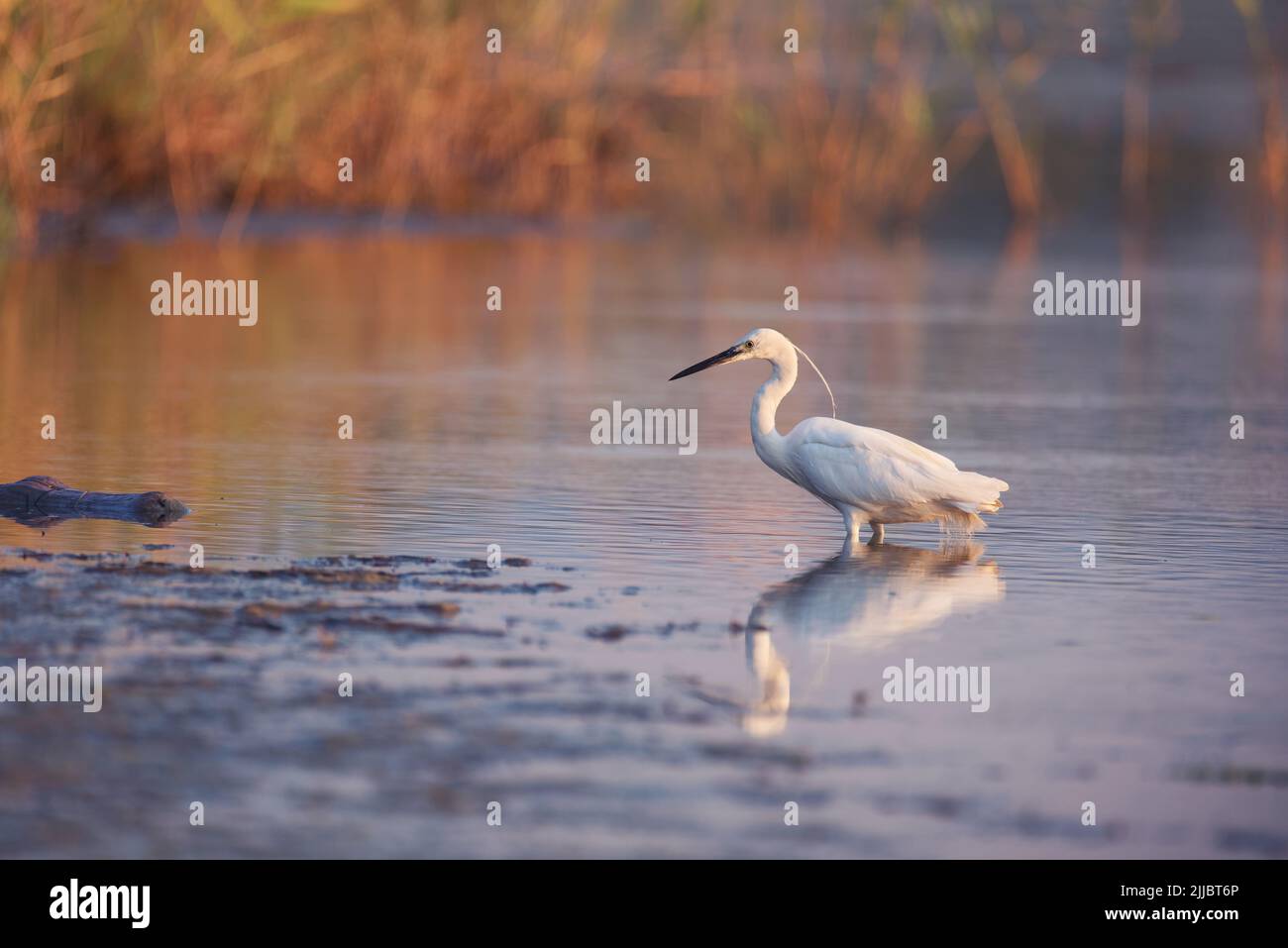 Beautiful white little egret heron (small heron) bird standing in the ...