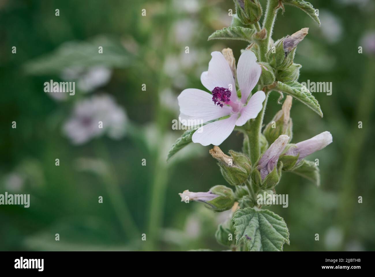 Wild flower Althaea officinalis in the garden Stock Photo - Alamy