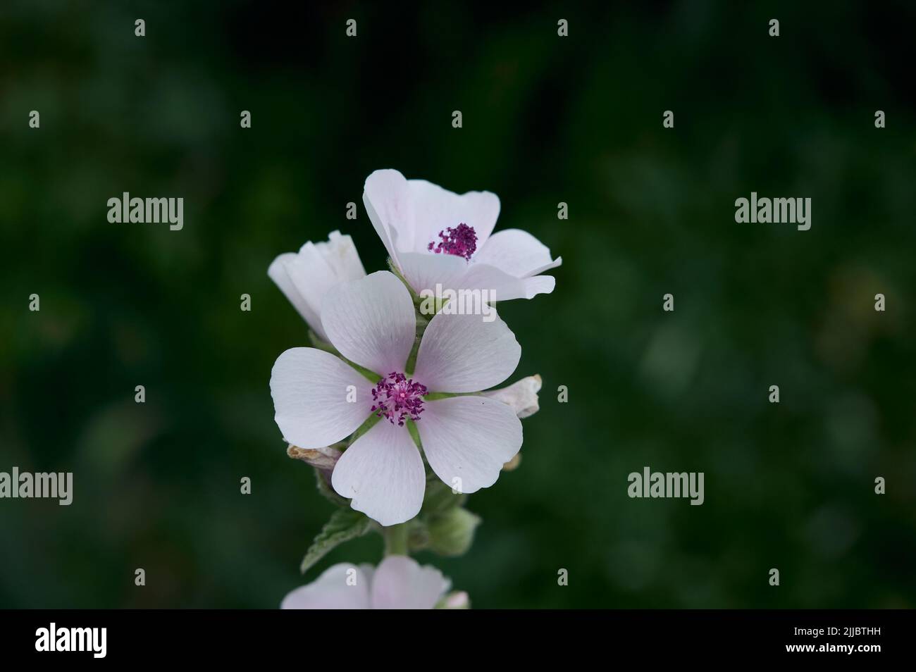 Althea officinalis botanical hi-res stock photography and images - Alamy