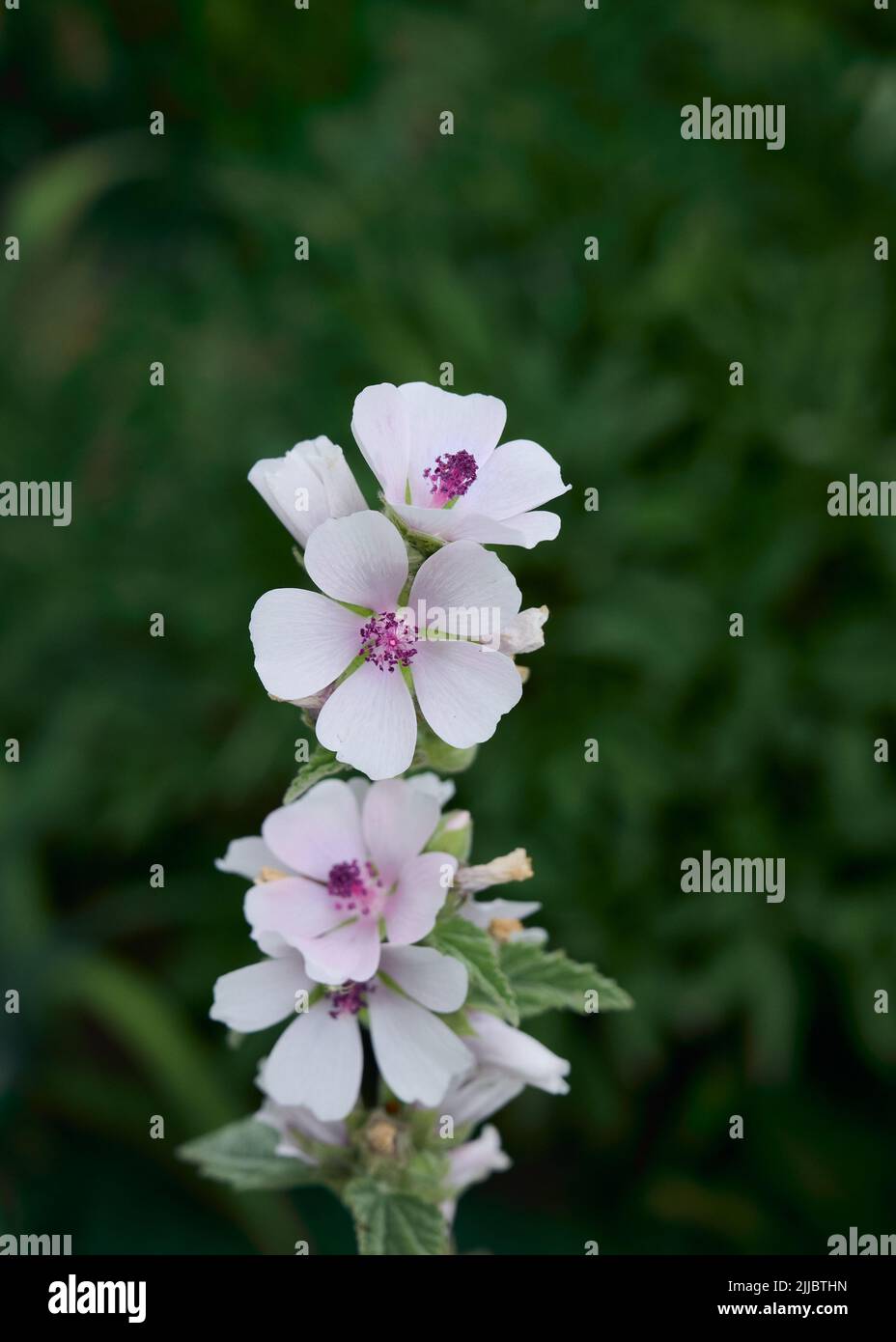 Wild flower Althaea officinalis in the garden Stock Photo - Alamy
