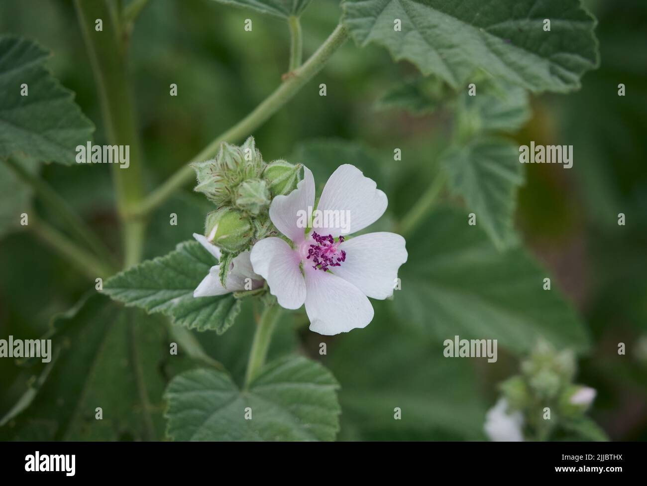 Wild flower Althaea officinalis in the garden Stock Photo - Alamy