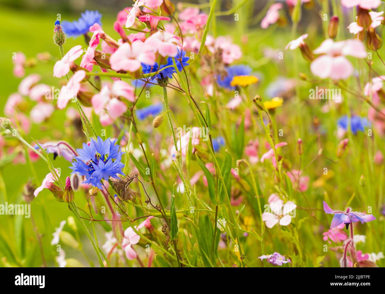Grassland meadow flora hi-res stock photography and images - Alamy