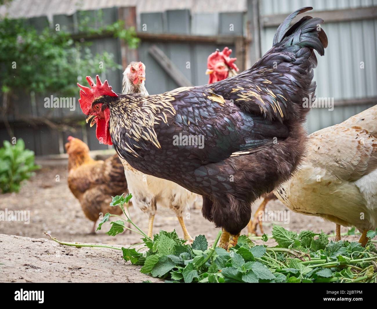 Free range chicken on a farm Stock Photo - Alamy