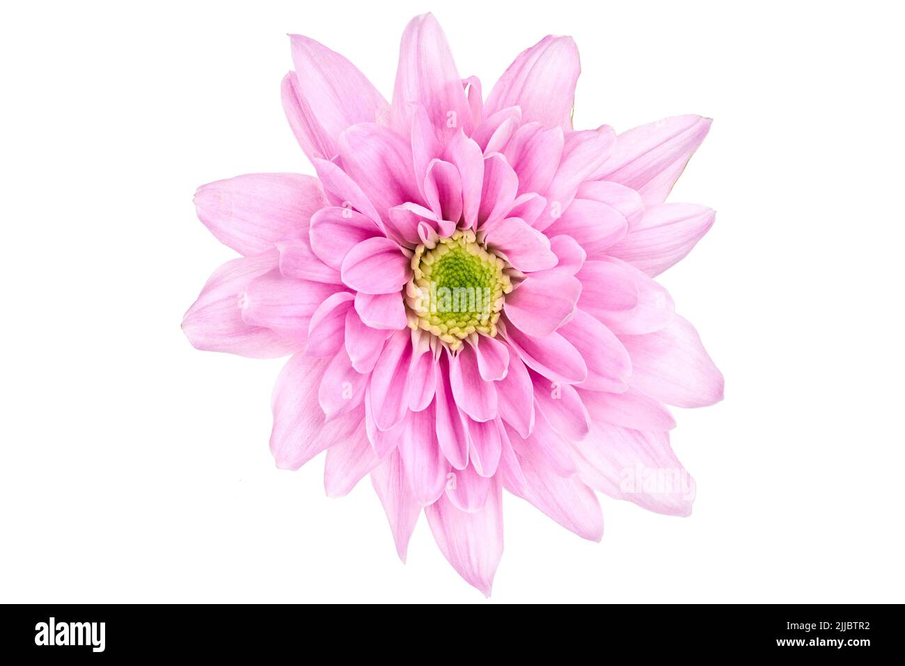 Pink Flower isolated on White background Stock Photo - Alamy