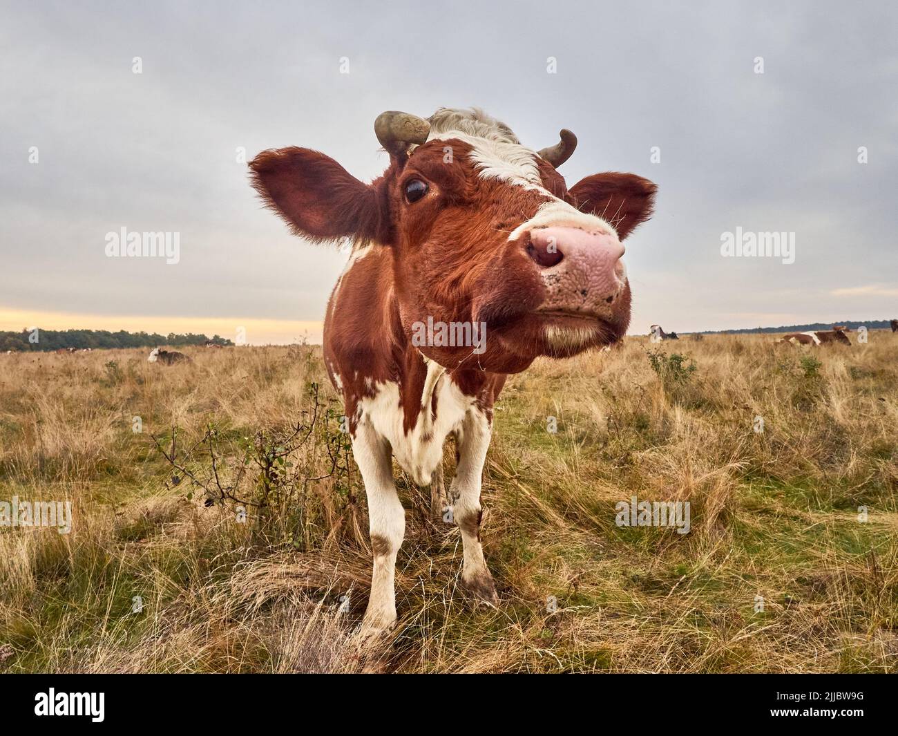 Funny cow looks at the camera Stock Photo - Alamy