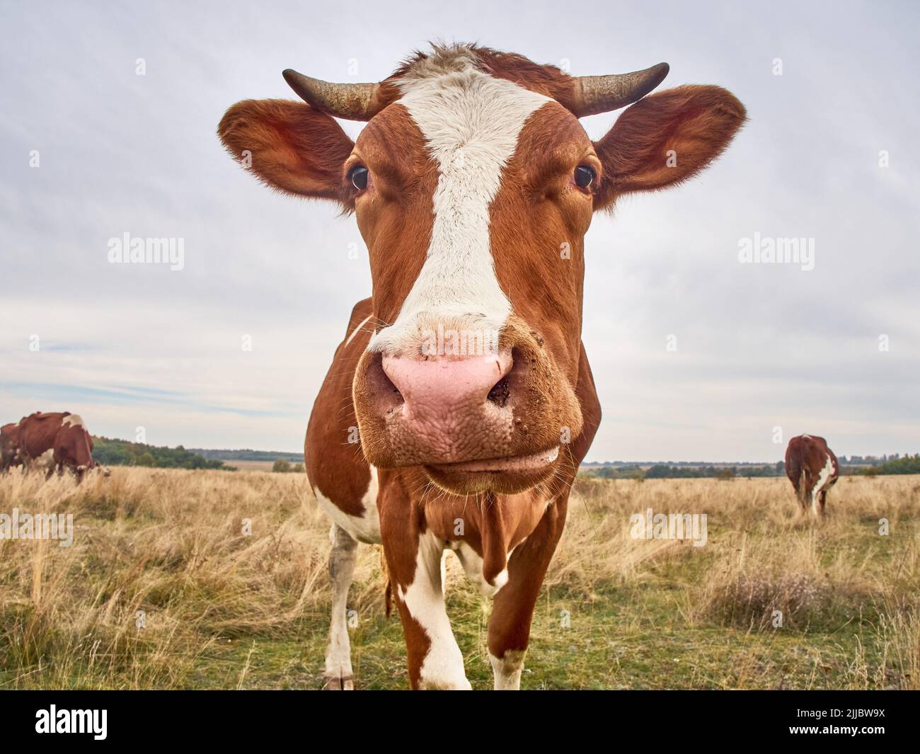 Funny cow looks at the camera Stock Photo - Alamy