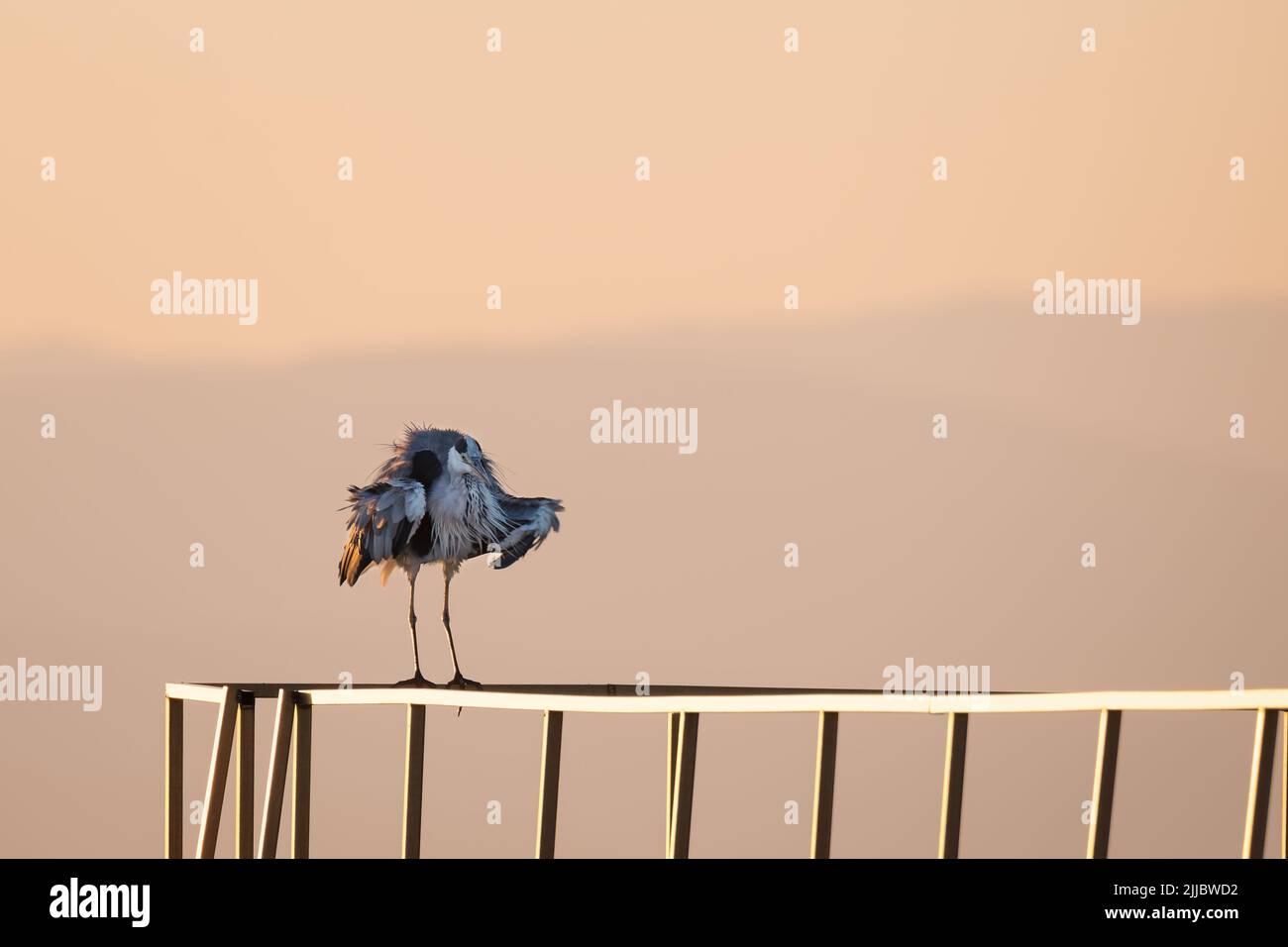 Funny wet gray heron bird stands and dries feathers on sunrise sky ...