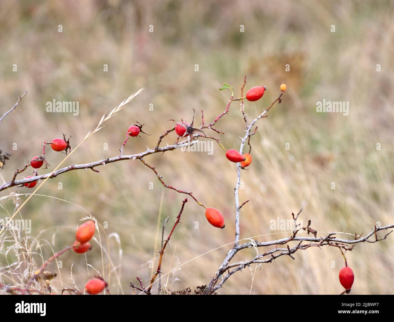 Close up wild rose bush hi-res stock photography and images - Alamy
