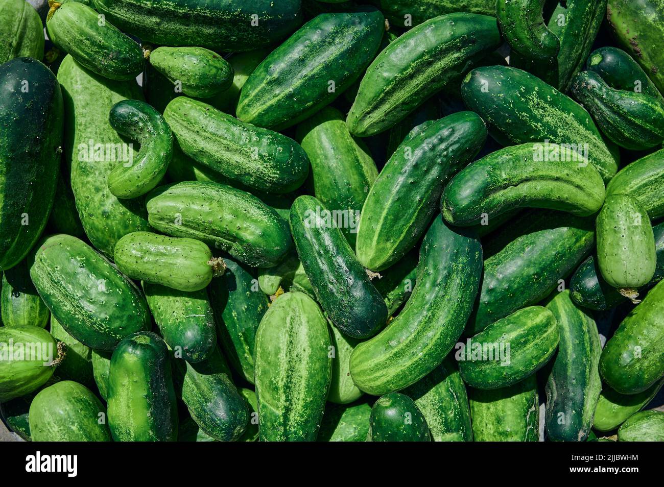 Wallpaper cucumber hi-res stock photography and images - Alamy