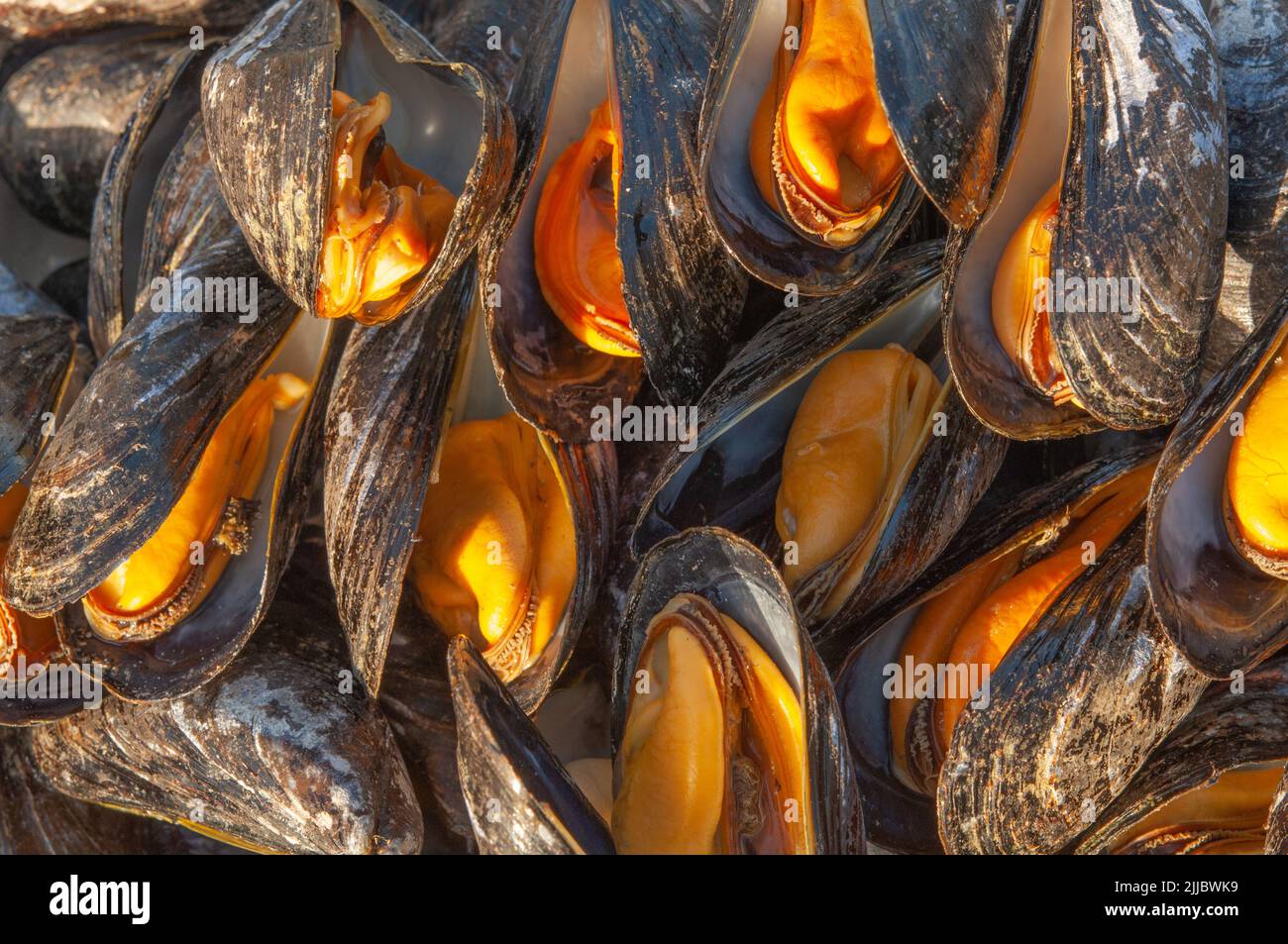 Open shells of cooked foragied wild mussels collected in Pembrokeshire ...