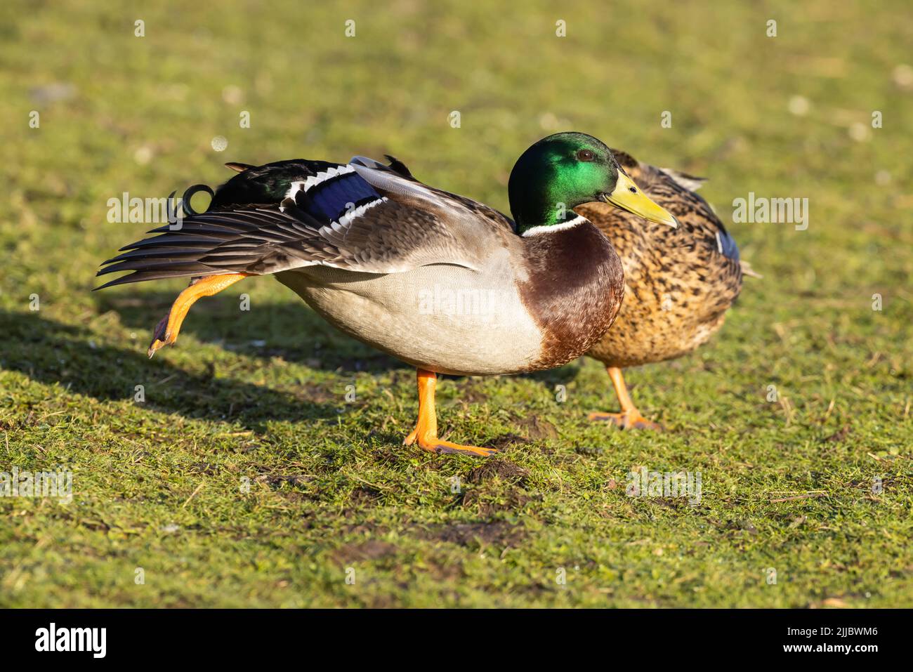 Mallard duck having a stretch Stock Photo - Alamy