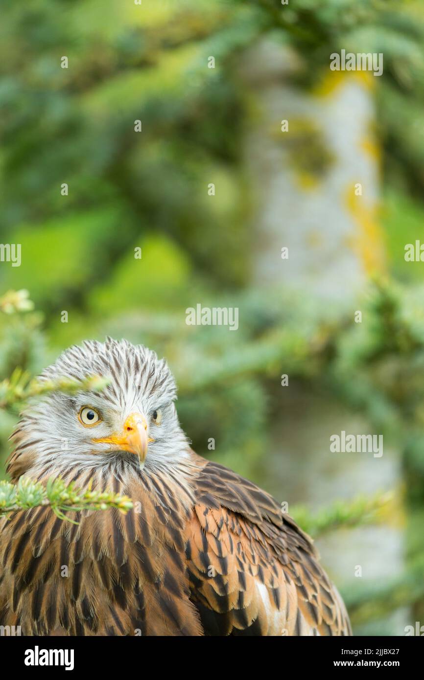 Red kite Milvus milvus (captive), adult female, perched in conifer ...