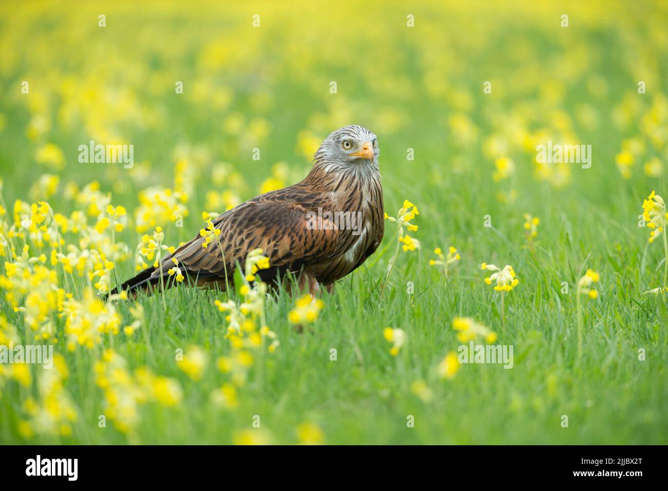 Red kite Milvus milvus (captive), adult female, amongst wildflowers ...