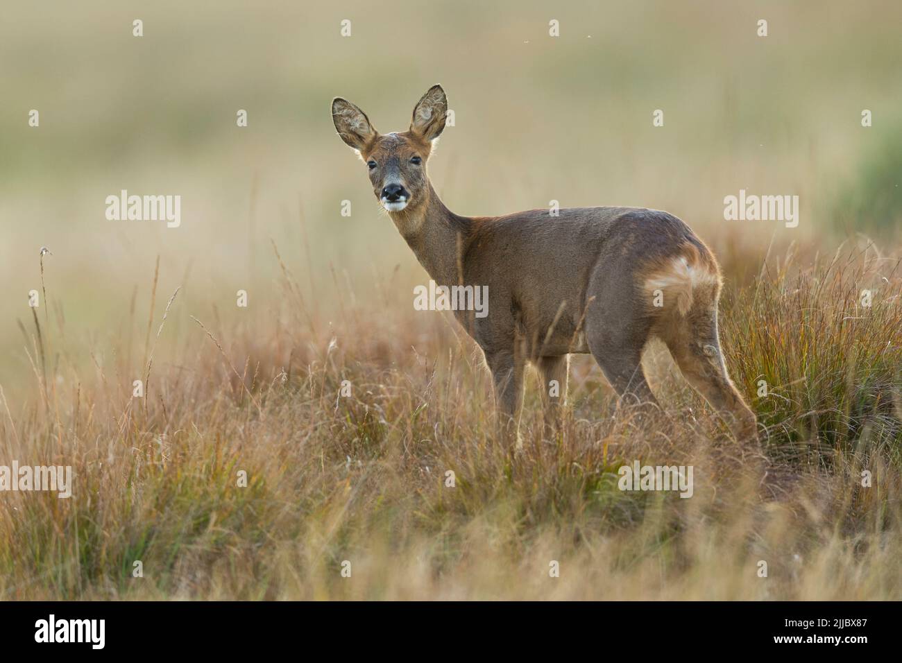 European roe deer Capreolus capreolus, female, standing in grassland ...