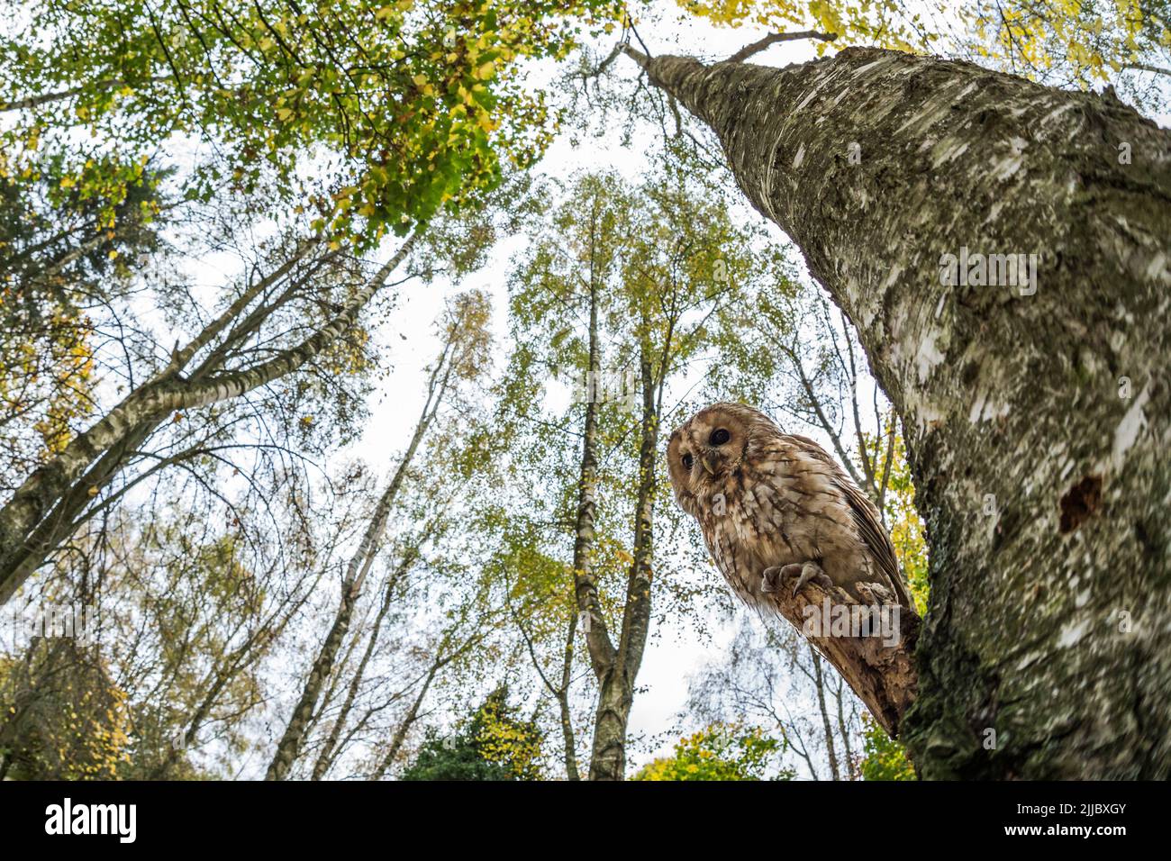 Tawny owl Strix aluco (captive), adult male, perched in tree, Hawk ...