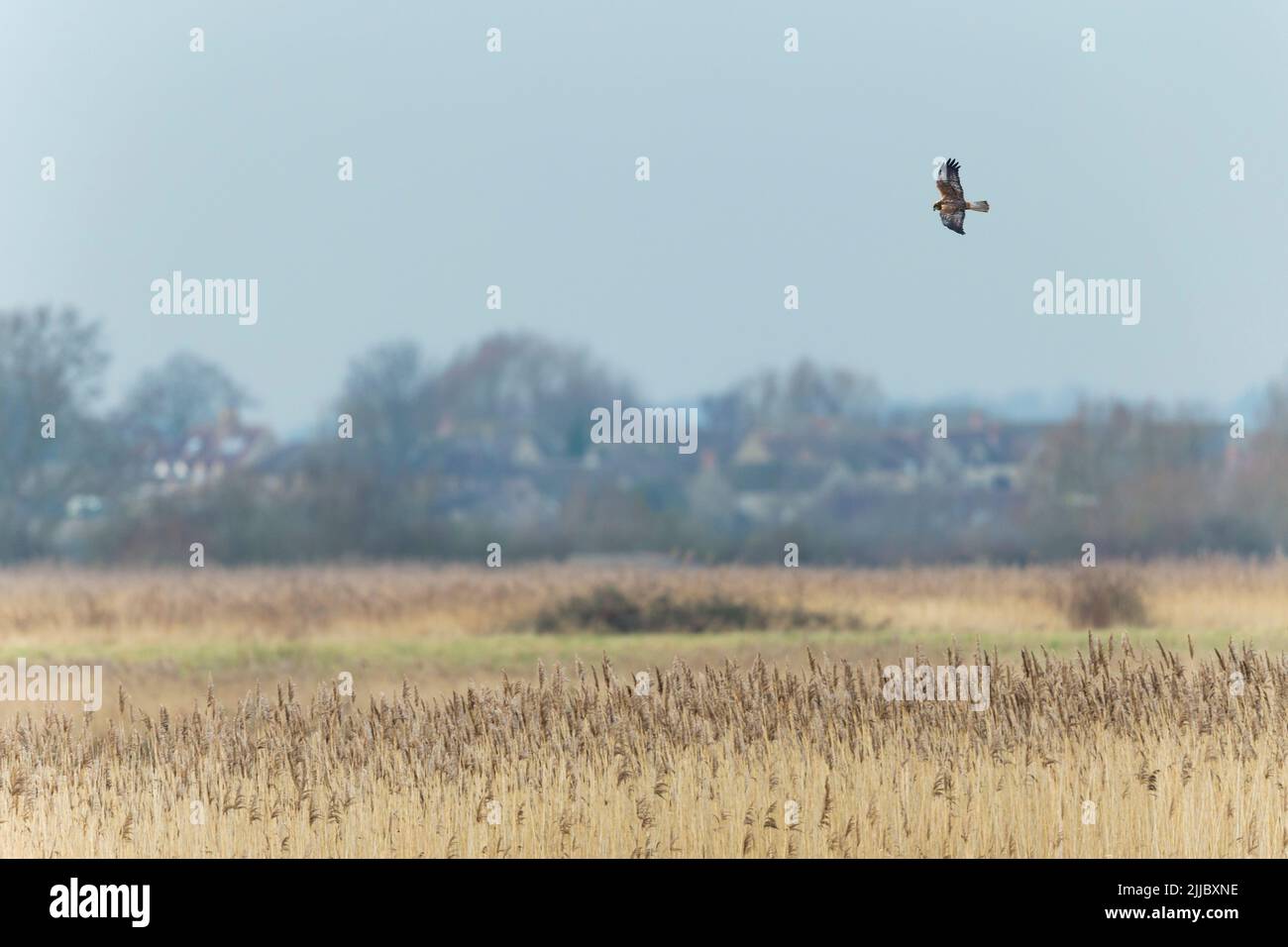 Western marsh harrier Circus aeruginosus, male, quartering over reedbed ...