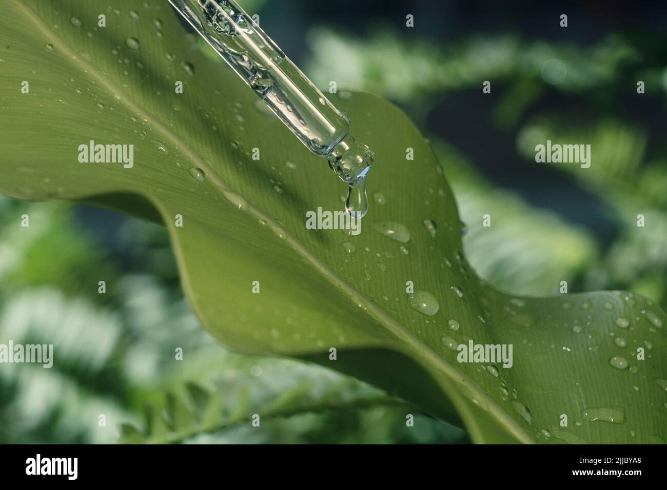 Pipette with essential liquid serum or oil. On a green leaves ...