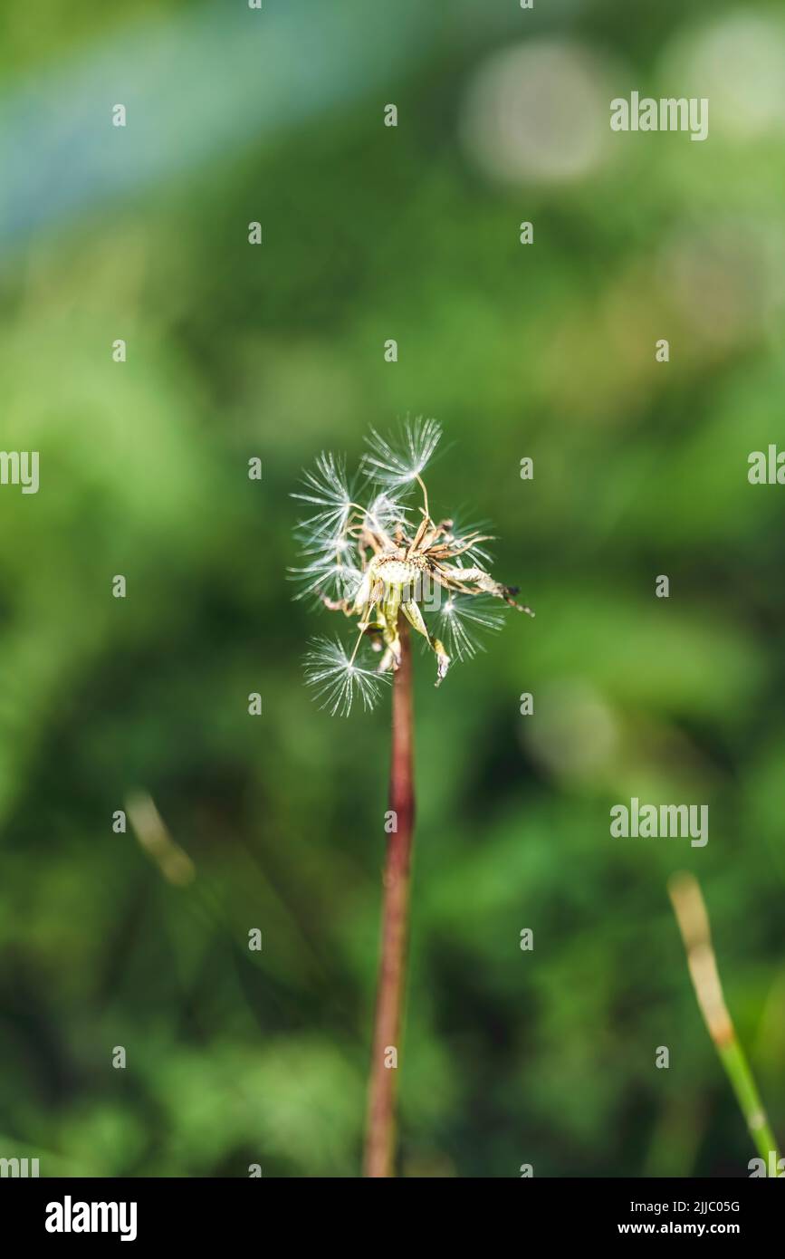Closed Bud of a dandelion. Dandelion white flowers in green grass Stock ...