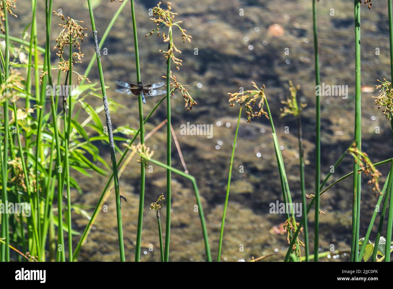 Dragonfly sitting on Juncus effusus Soft rush near water in New Jersey ...