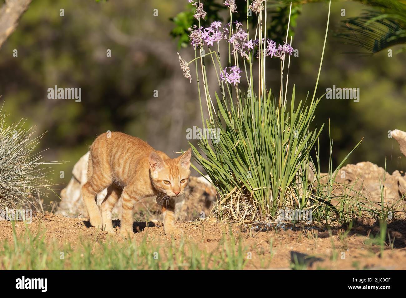 Ginger male cat hunting at the garden. garden, cat, cute, hunter ...