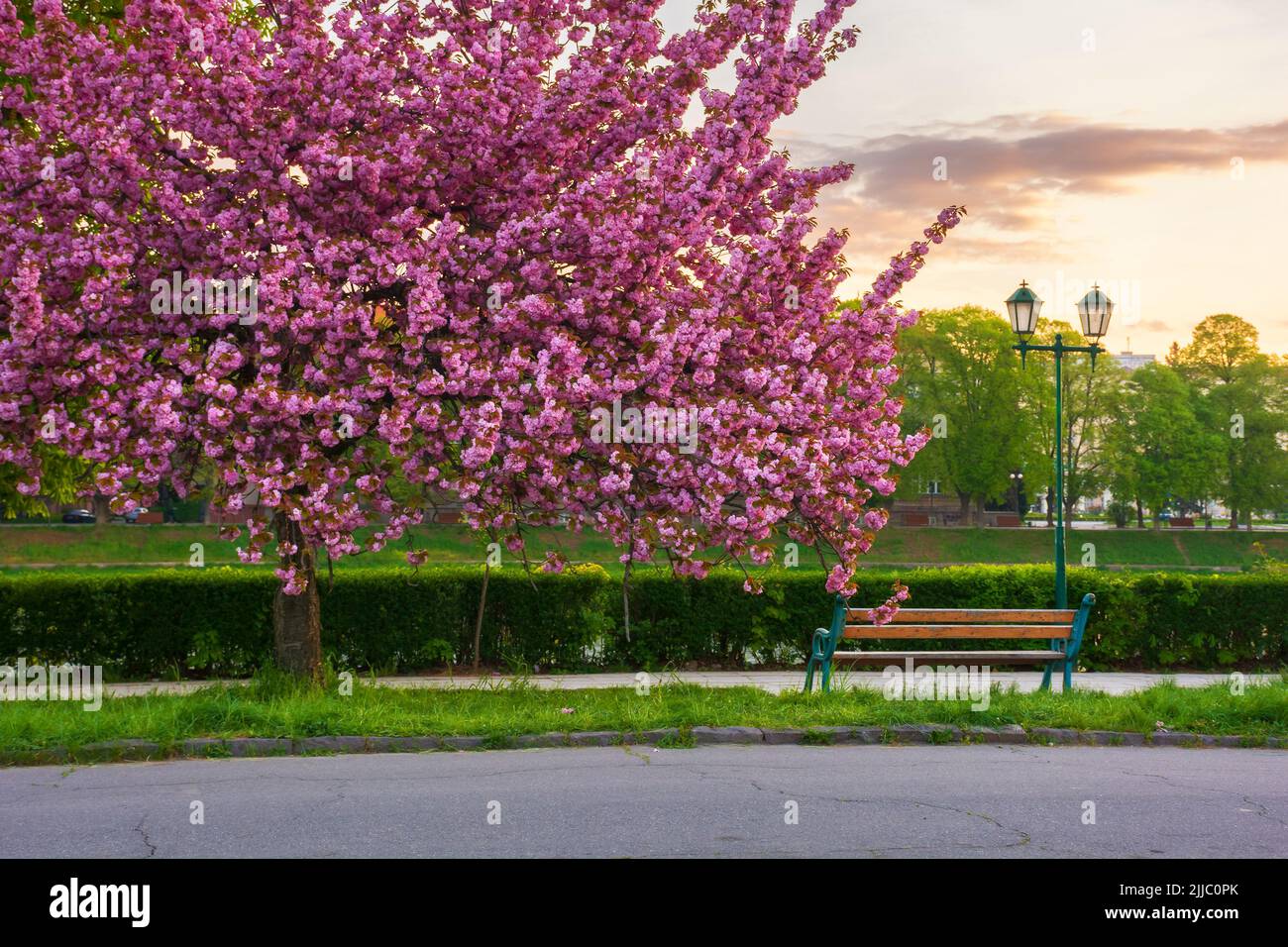 cherry blossom at sunrise. empty park in early morning. walking path ...