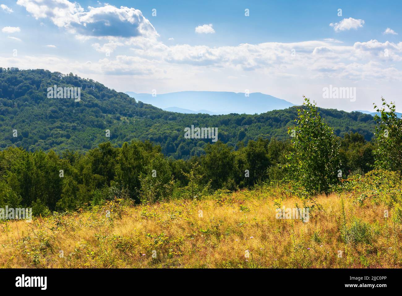 idyllic landscape of carpathian alps with fresh green meadows. forest ...