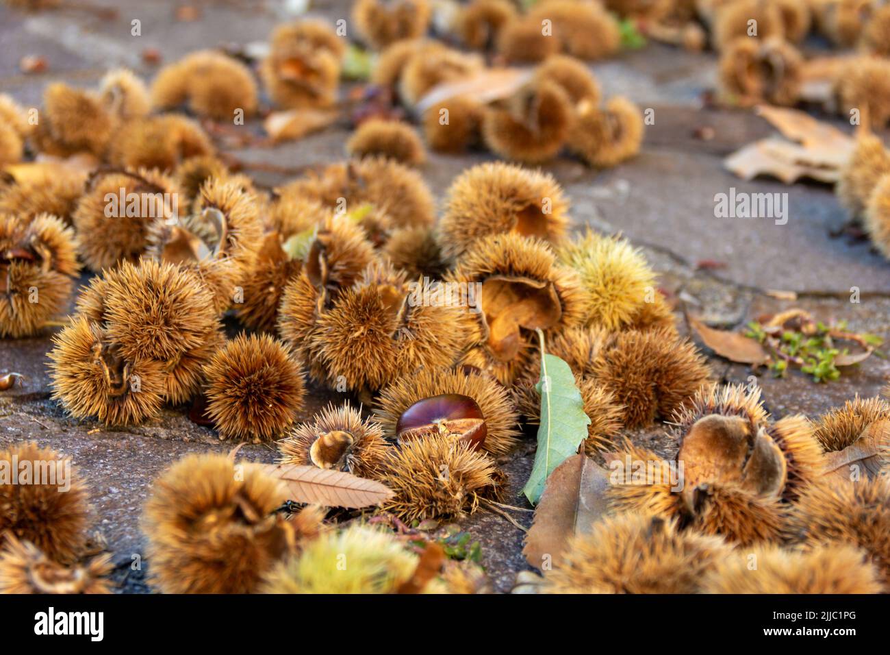 A closeup shot of Shelled chestnuts on a stone floor Stock Photo - Alamy