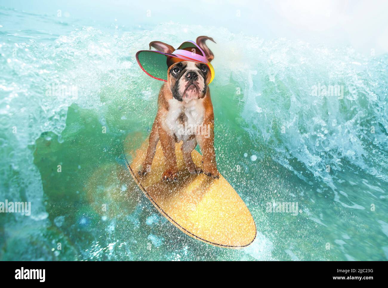Collage with cute funny bulldog dog surfing on huge wave in ocean or ...