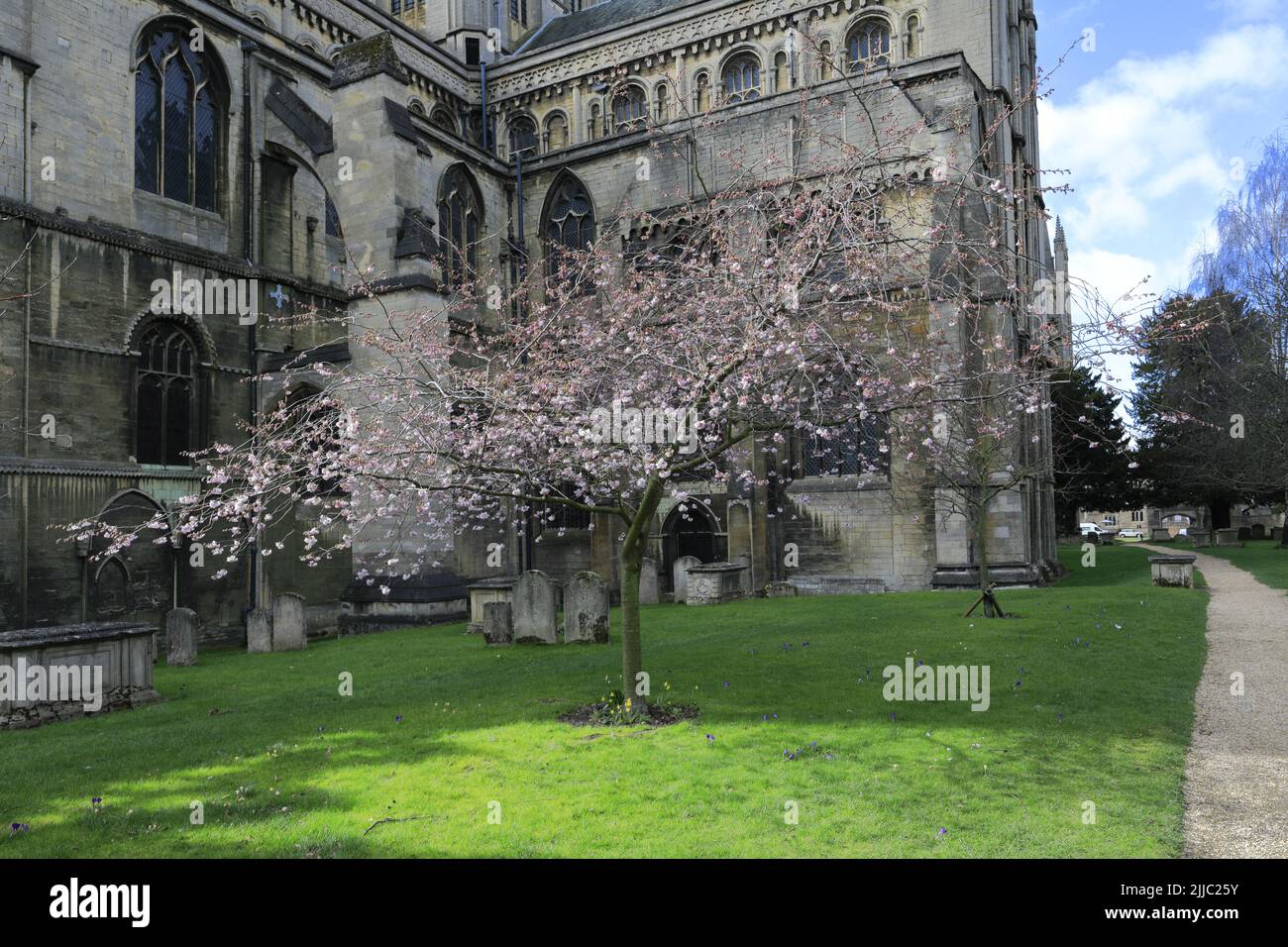 Spring Cherry tree at Peterborough Cathedral, Peterborough City ...
