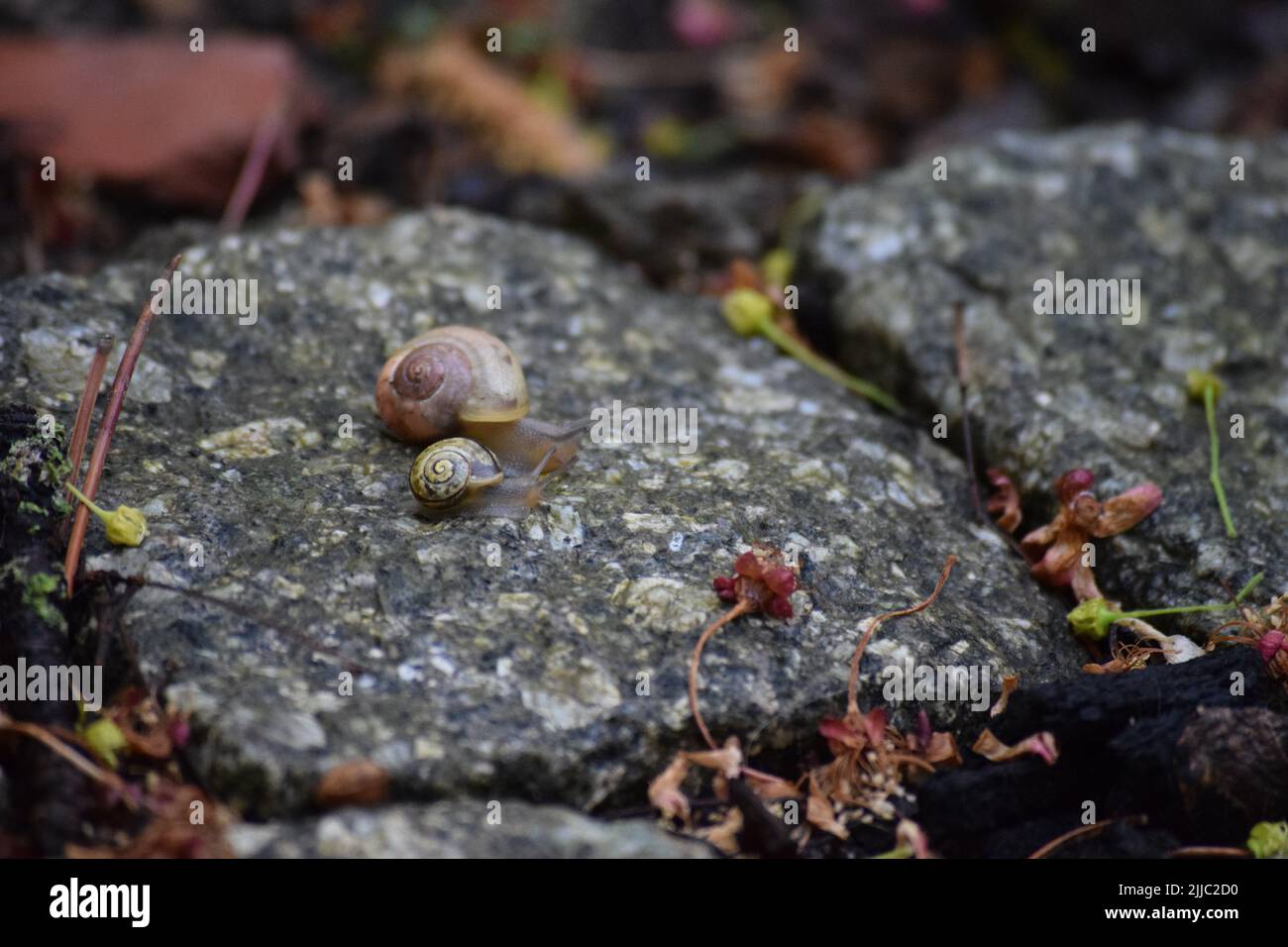 Types of snails hi-res stock photography and images - Alamy