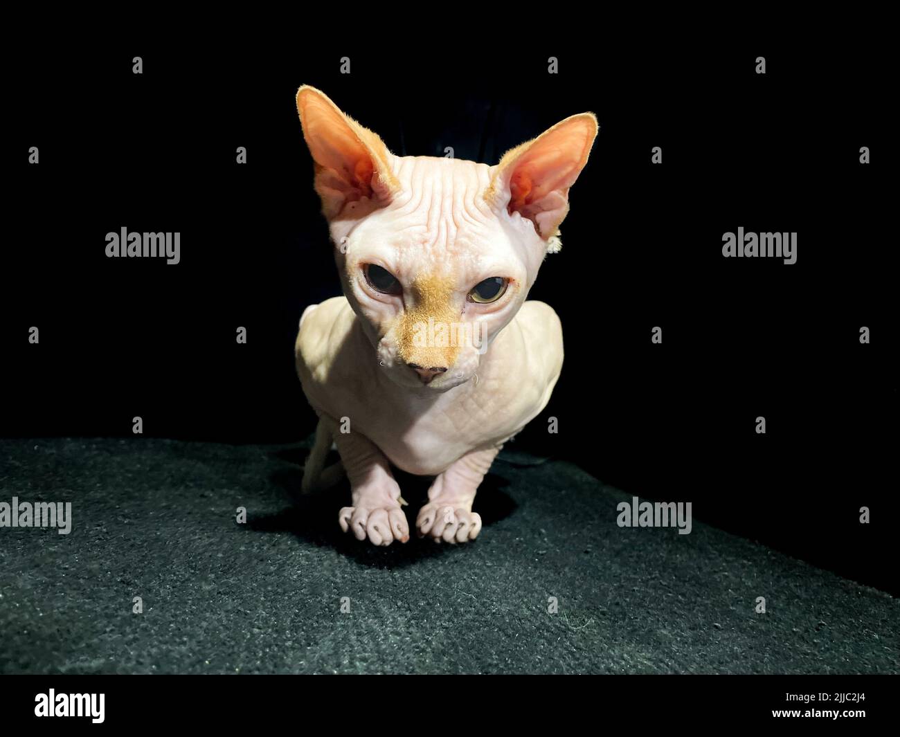 A sphynx cat angrily staring at the camera Stock Photo - Alamy