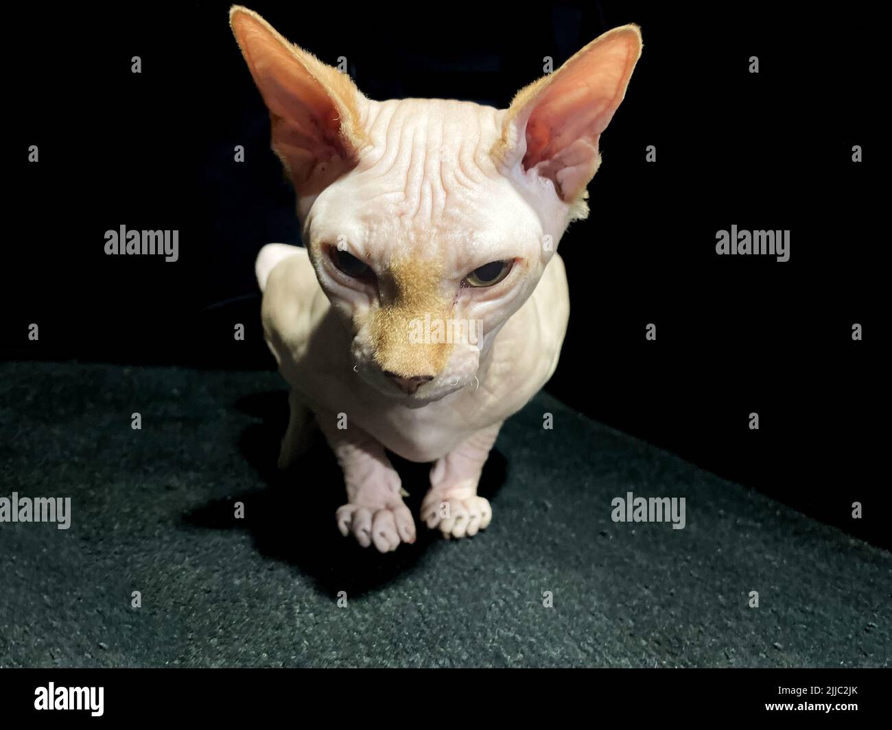 A sphynx cat angrily staring at the camera Stock Photo - Alamy