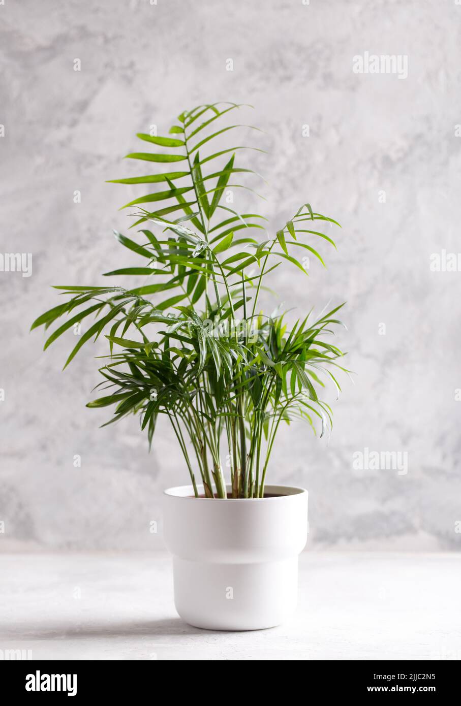 Small modern flower pot with Areca palm on the grey stone background ...