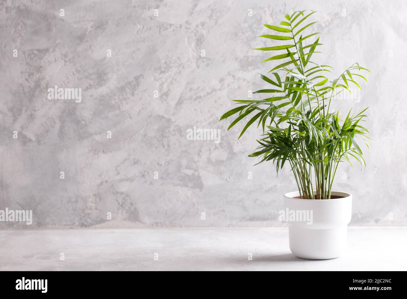 Small modern flower pot with Areca palm on the grey stone background ...