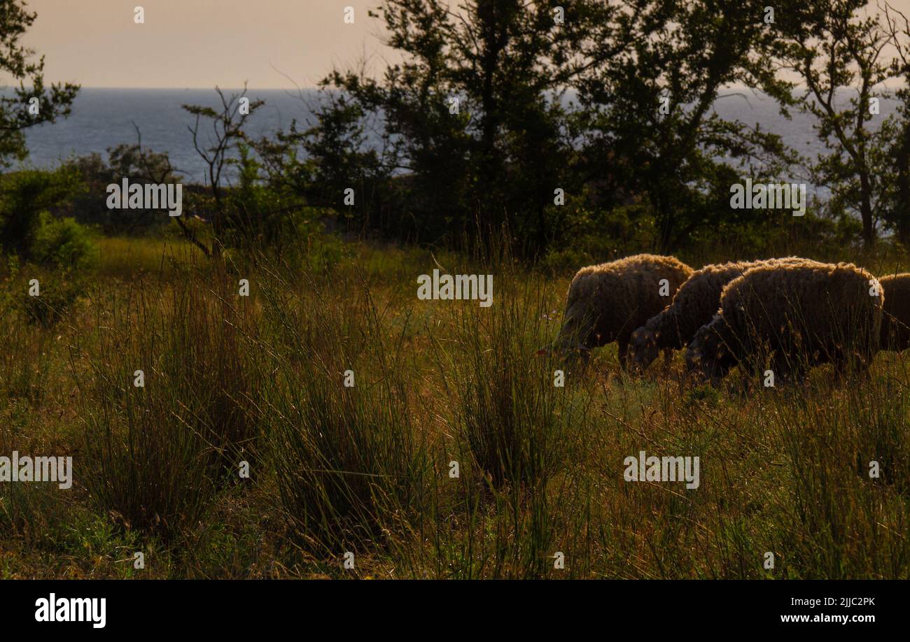 White sheep in the evening light. Lamb and ewe farm. Sheep contemplate ...