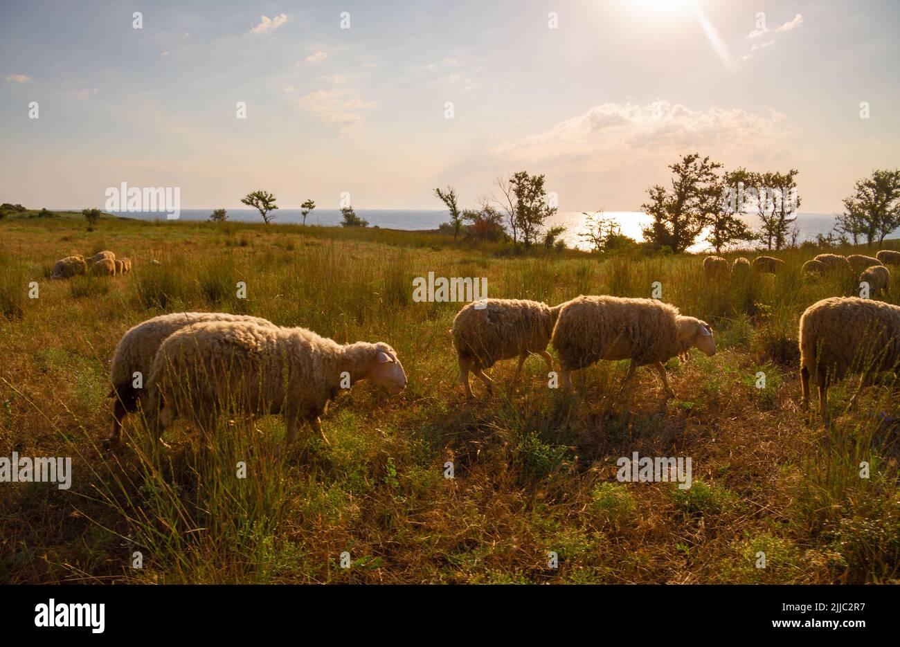 White sheep in the evening light. Lamb and ewe farm. Sheep contemplate ...