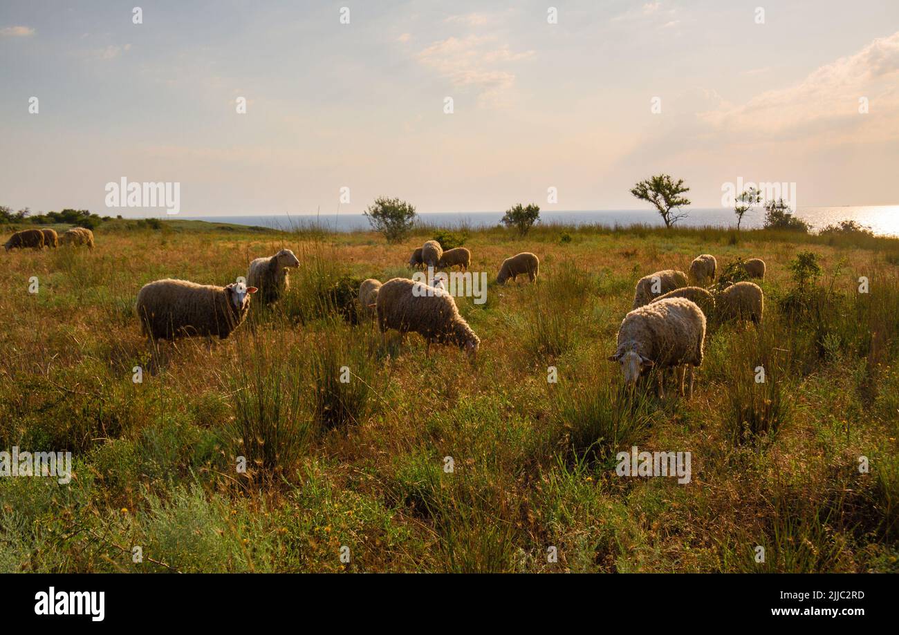 White sheep in the evening light. Lamb and ewe farm. Sheep contemplate ...