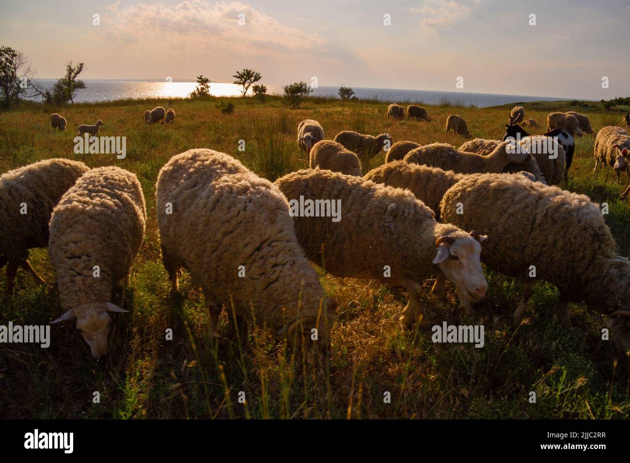 White sheep in the evening light. Lamb and ewe farm. Sheep contemplate ...