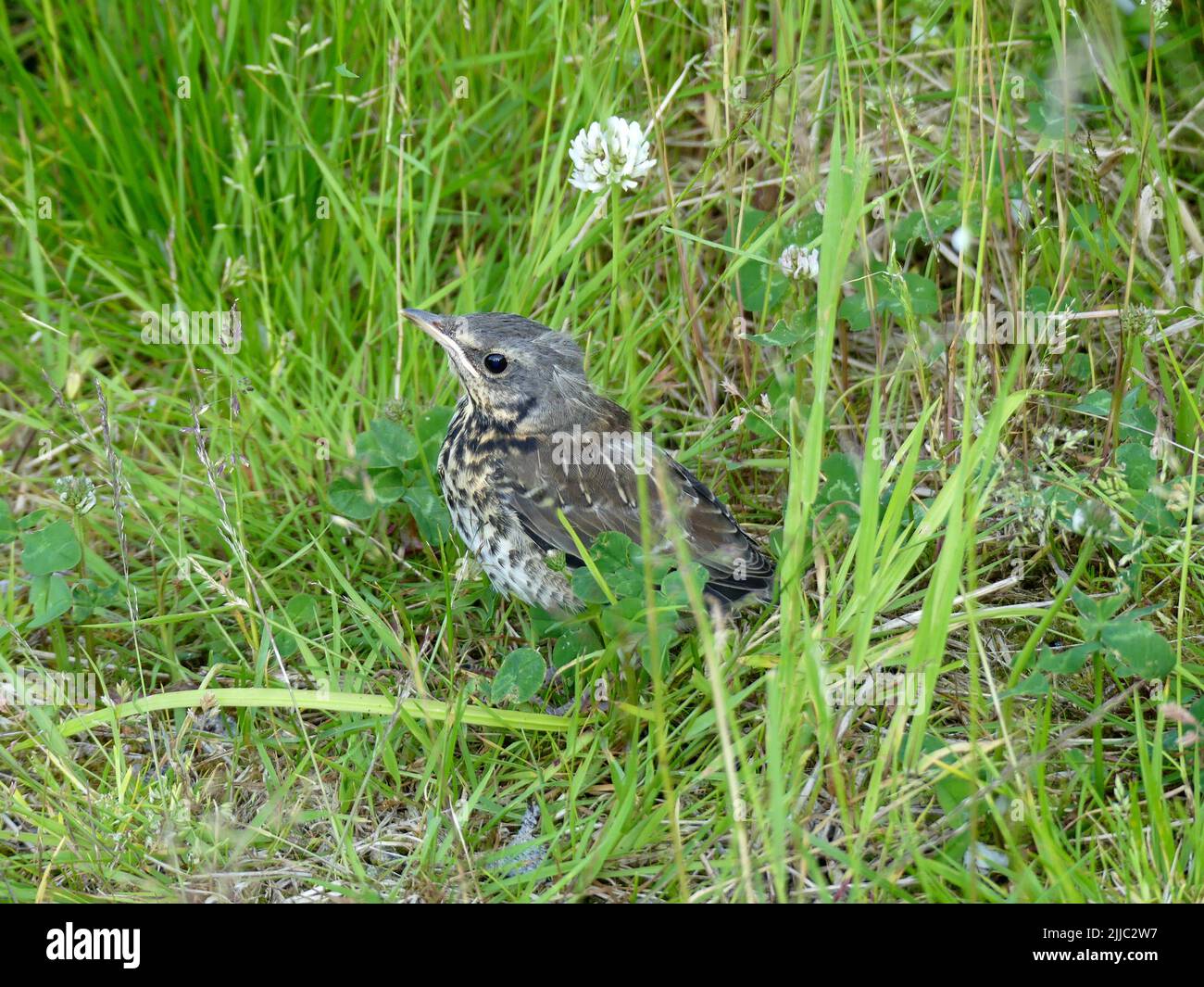Baby thrush hi-res stock photography and images - Alamy