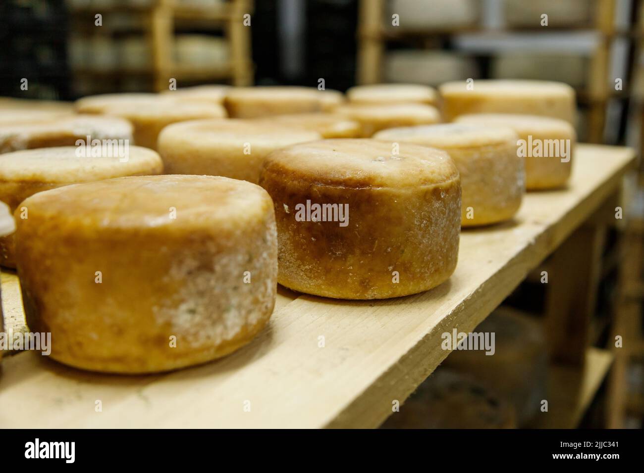 Hard cheese heads ripening on shelf in production in the chamber Stock ...