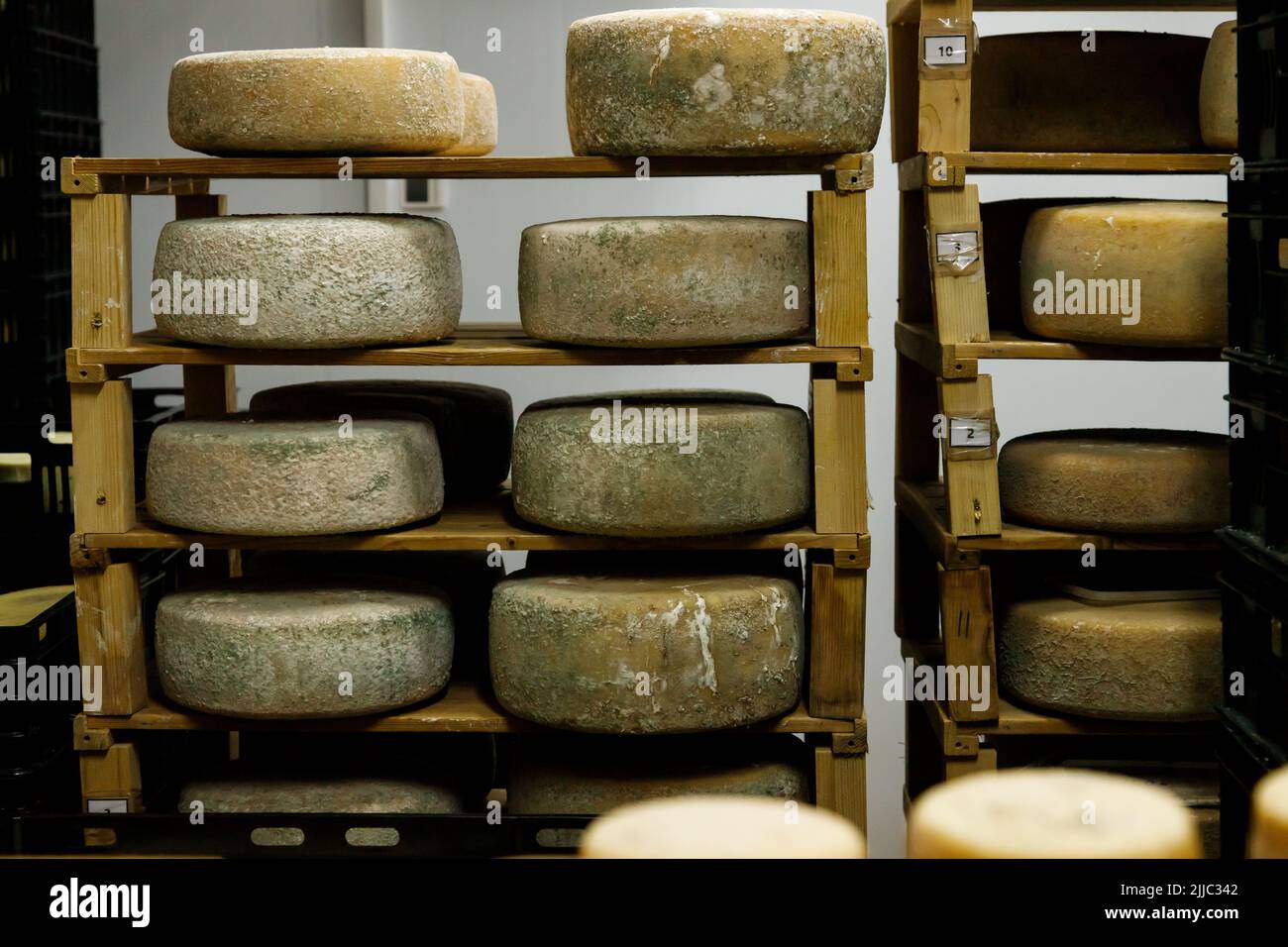 Hard cheese heads ripening on wooden shelfs in production in chamber ...
