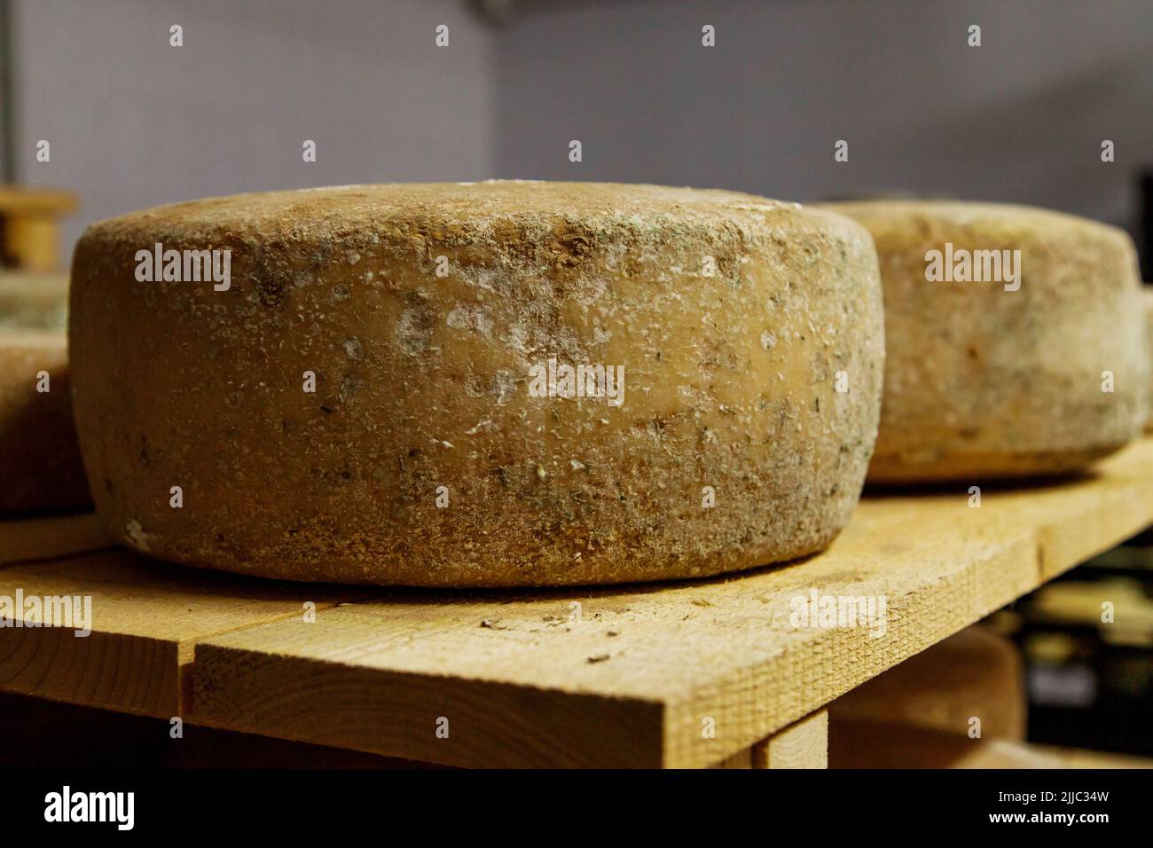 Hard cheese heads ripening on shelf in production in the chamber Stock ...