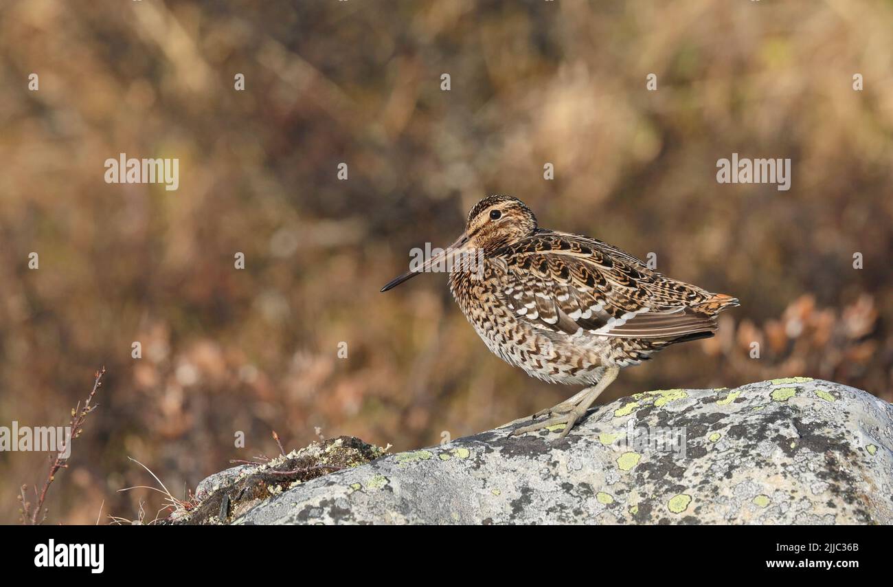 Great snipe, Gallinago media, resting on stone Stock Photo - Alamy