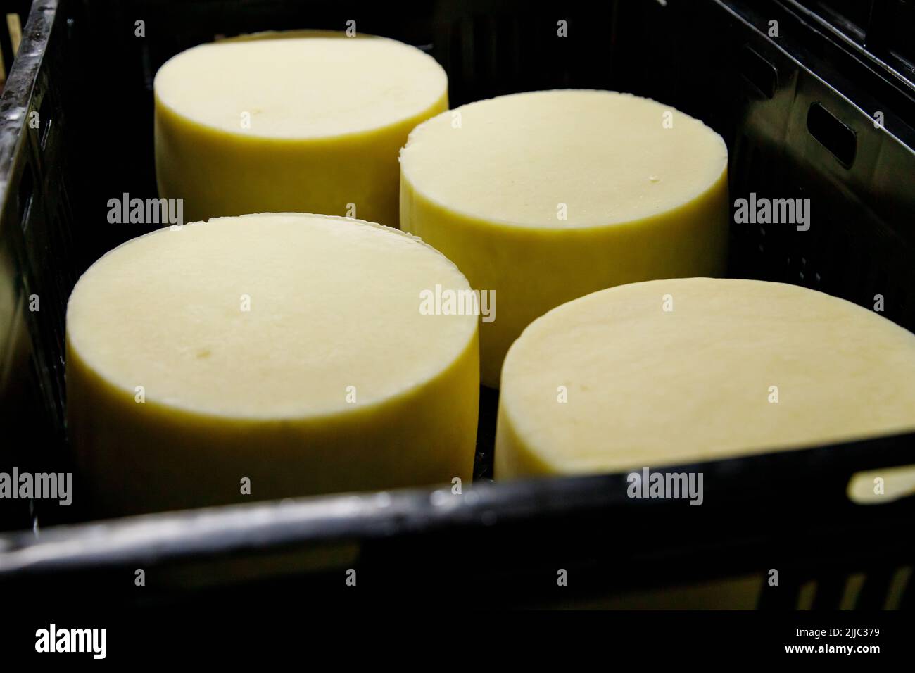 Heads of young ripening cheese in production. Goat farmer's cheese ...